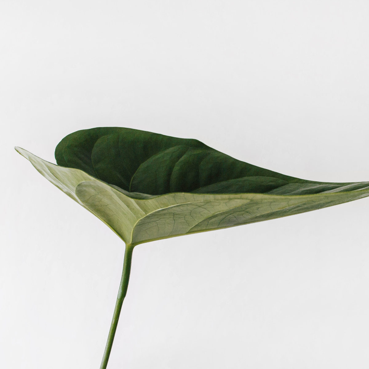 Genes Vs Environment Naturanna